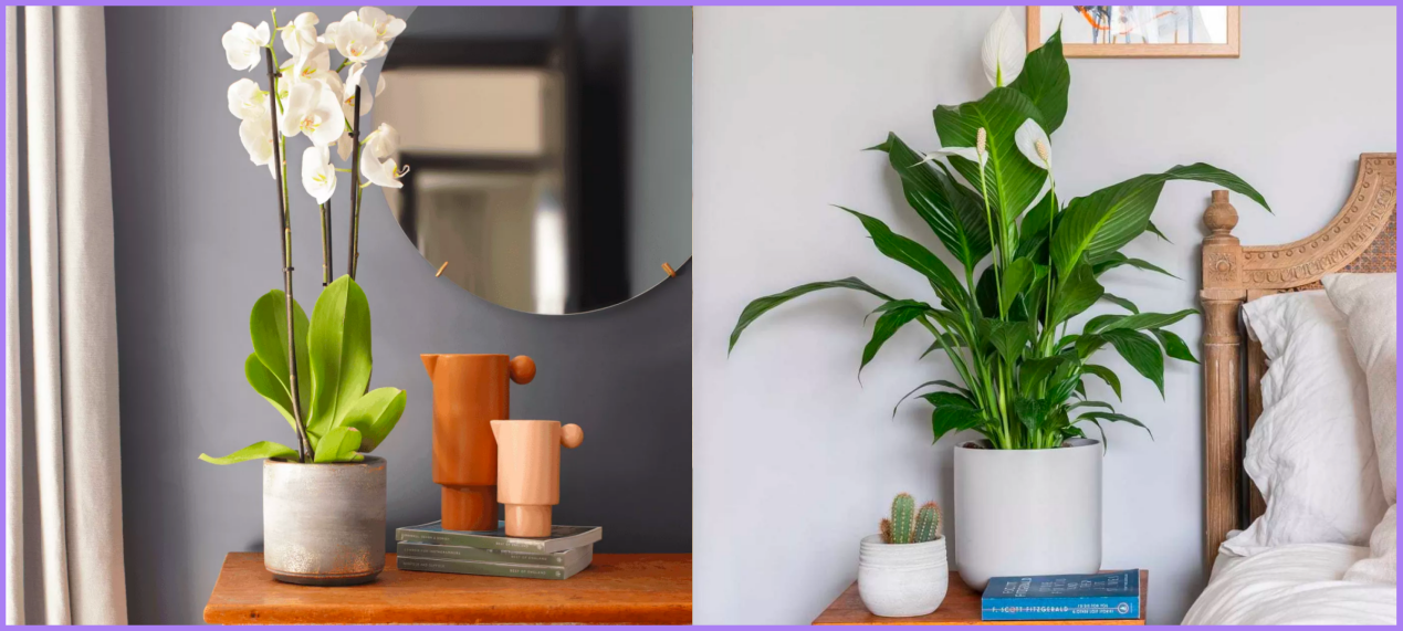 How James Folger turned gardening leave into online plant business The ...